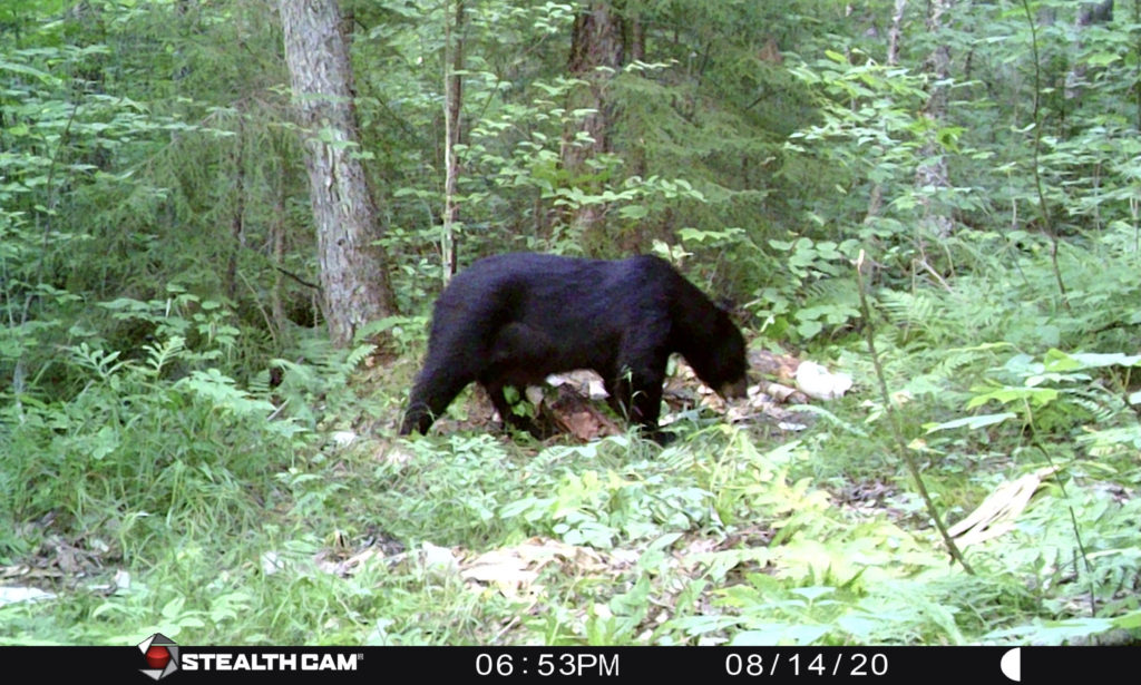 Bear Hunting – Northeast Wilderness Outfitters